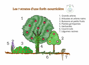 C’est Quoi?! - Croque ta forêt